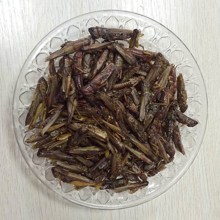 Top Quality Dried Locust for bird food - Green pet care