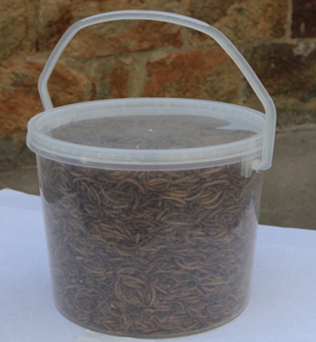 Wholesale mealworms factory in UK - Green pet care