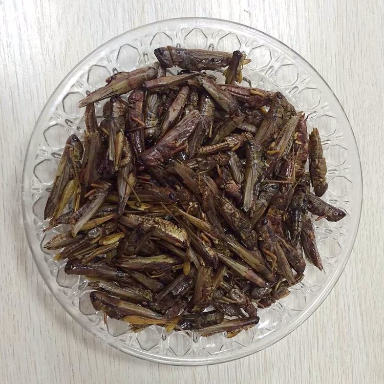 Top Quality Dried Locust for bird food - Green pet care