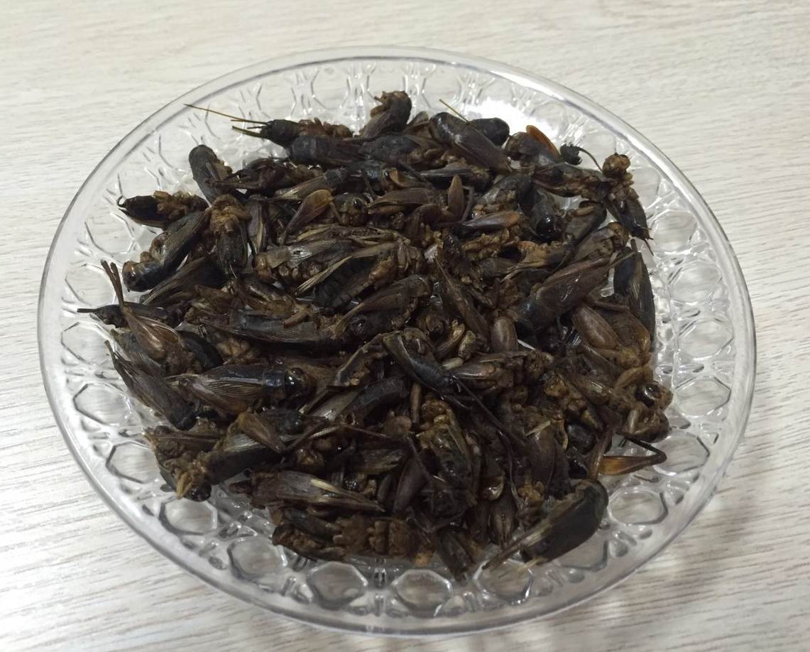 Freeze Dried Cricket Dried locust for Bird - Green pet care